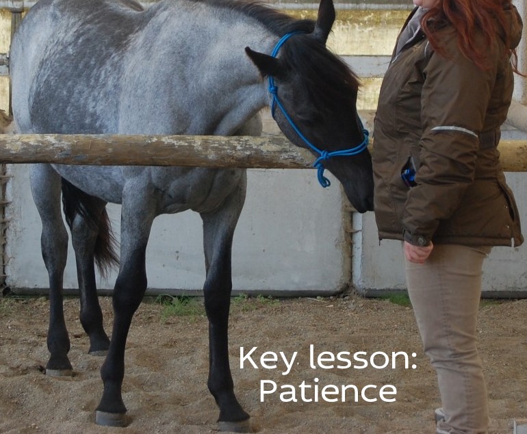 Clicker training 101: Rewards and Jackpots – HippoLogic Horse Training