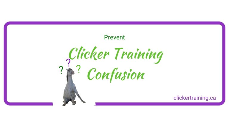 #1 Tip to solve Confusion in Clicker Training – HippoLogic Clicker ...